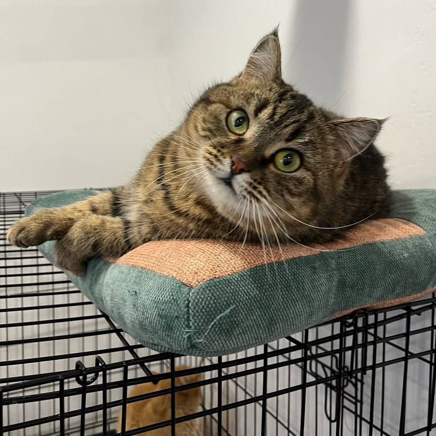 Взрослый кот в добрые руки