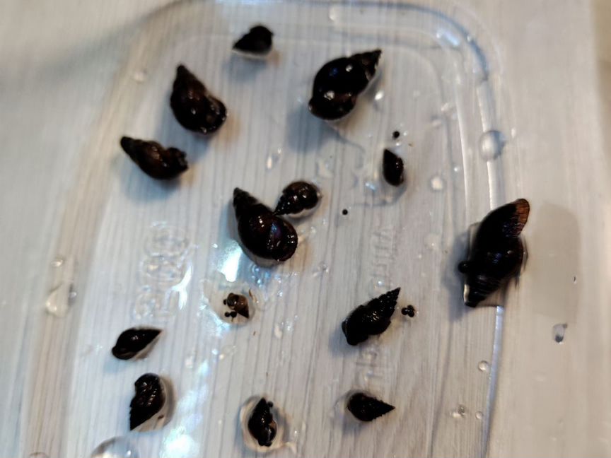 Улитки милании