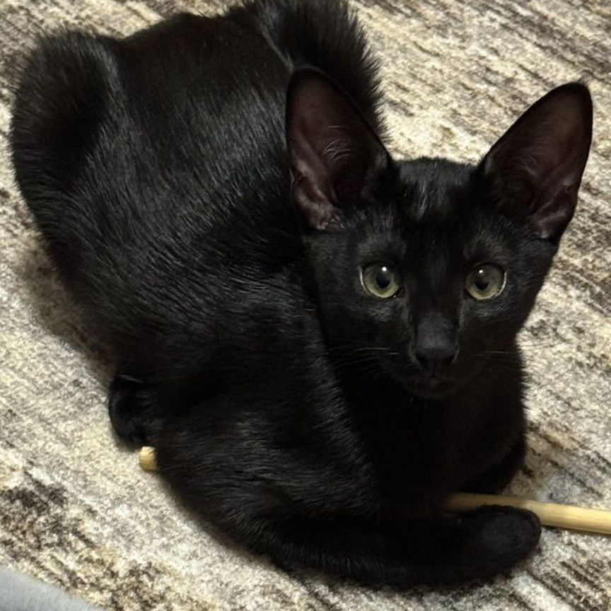 Ориентальный котёнок