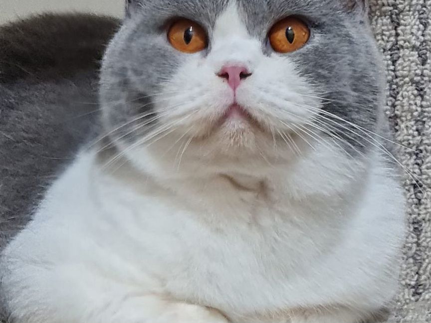 Молодой котик Твикс