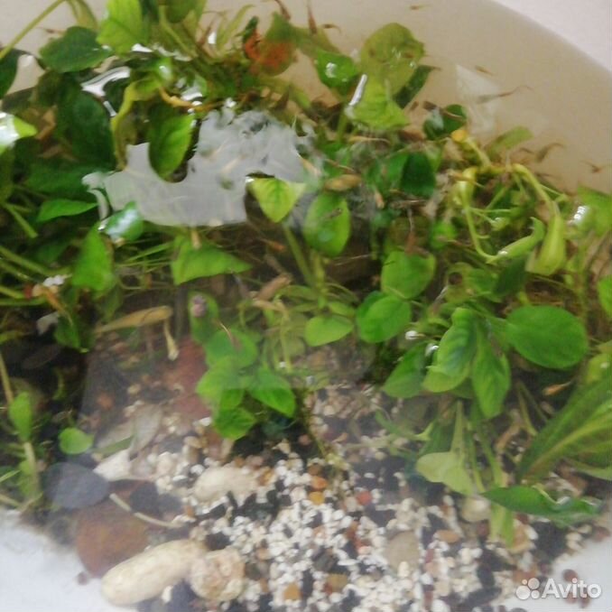 Рыбки гуппи, сом, трава для аквариума