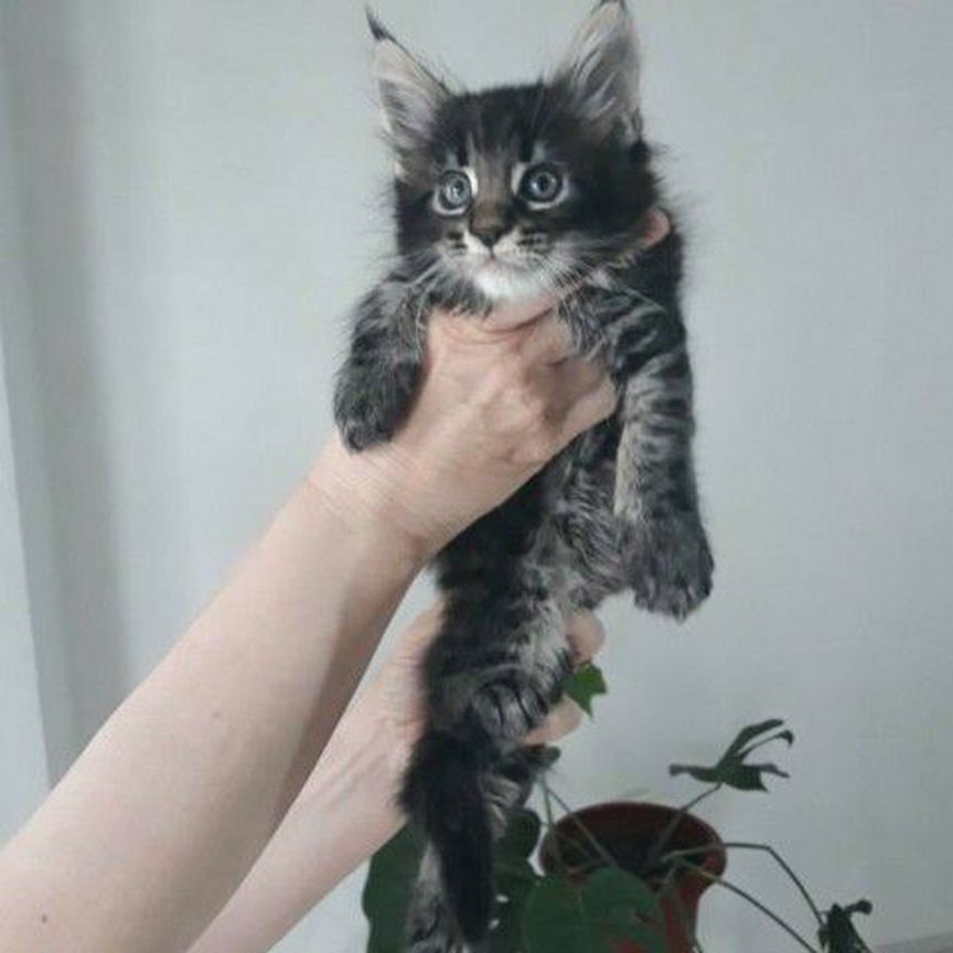 Котята от больших родителей с кистями