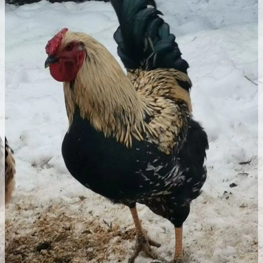 Петух