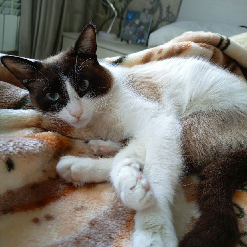 Отдам кота в добрые руки