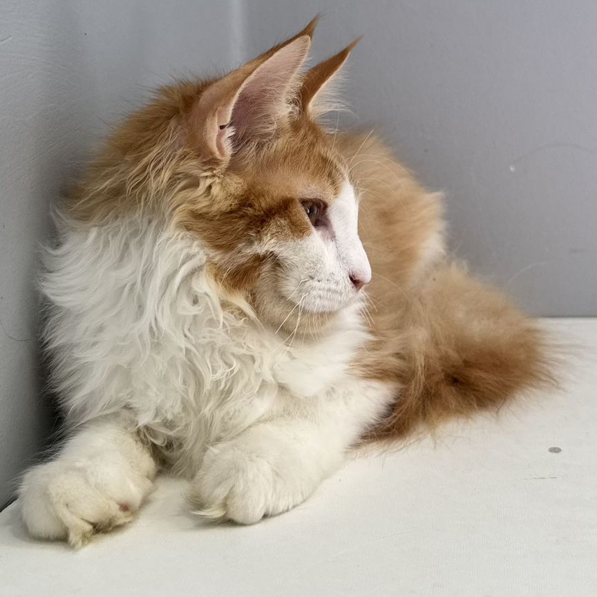 Мейн-кун котёнок