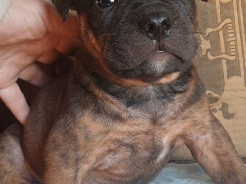 Американский булли