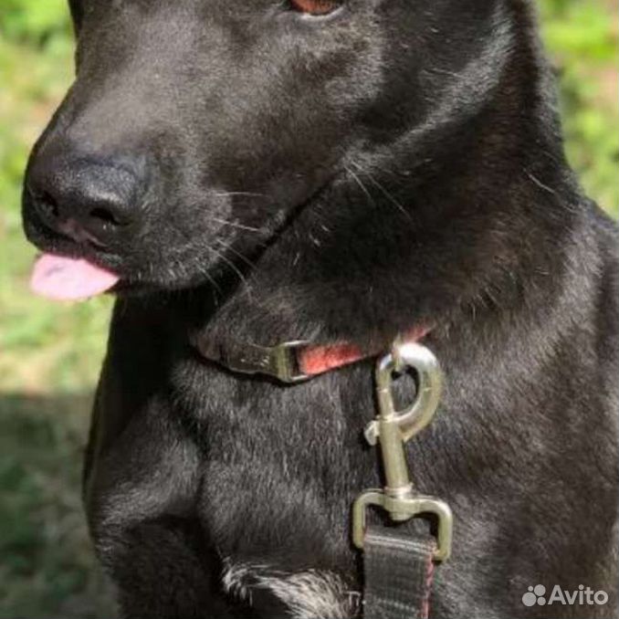 Собака полупородистая