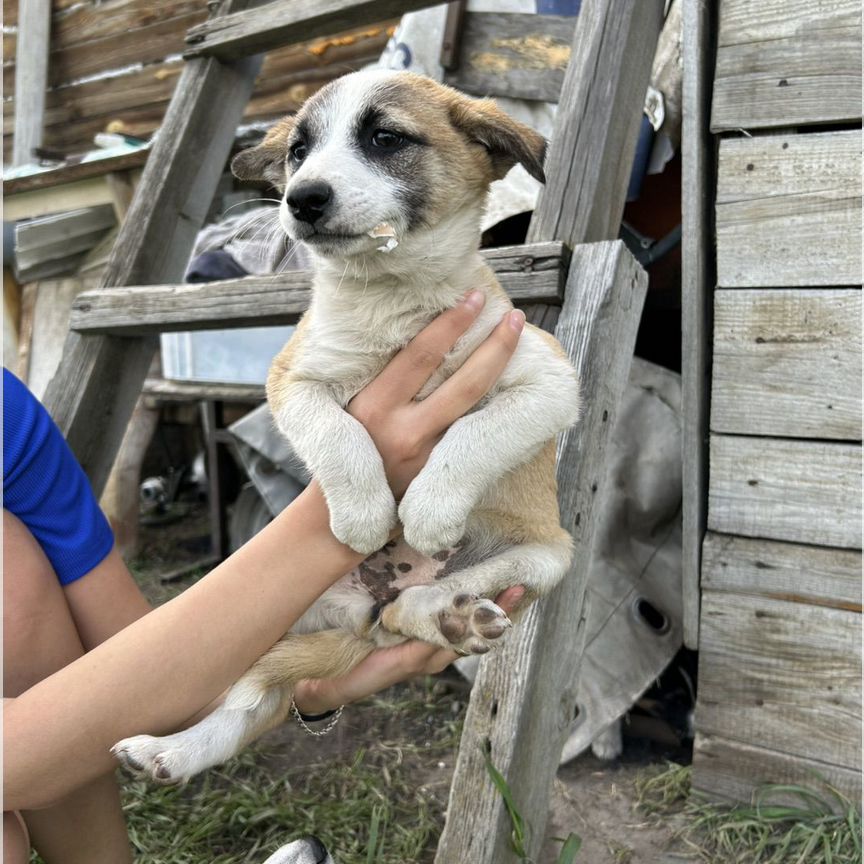 Щенок в добрые руки