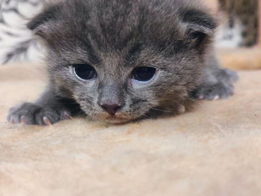 Кошка