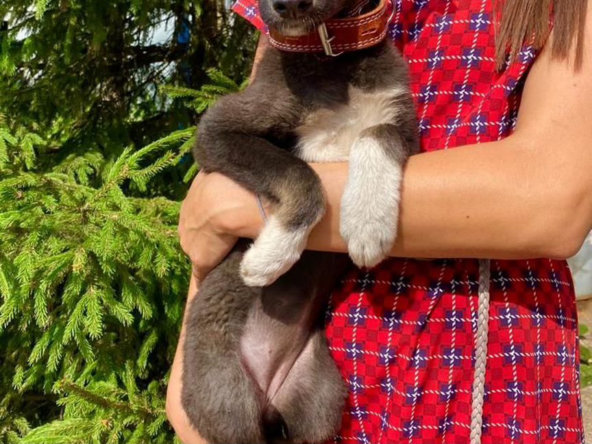 Джек ищет друга Счастье собачье-это человек рядом