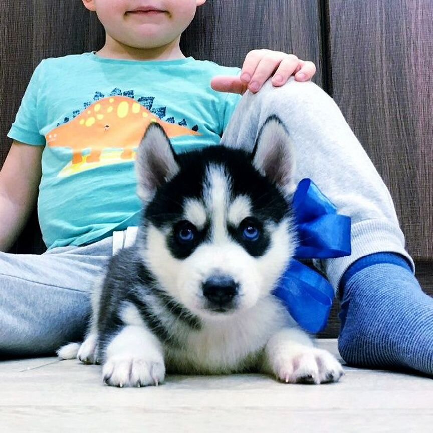 Чудесные детки Хаски