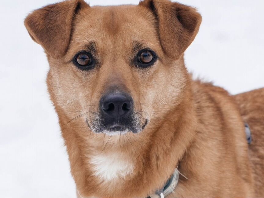 Персик ждет своих людей