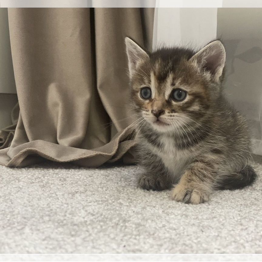 Котятки в добрые руки
