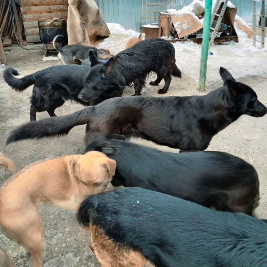 У собачек тоже есть душа