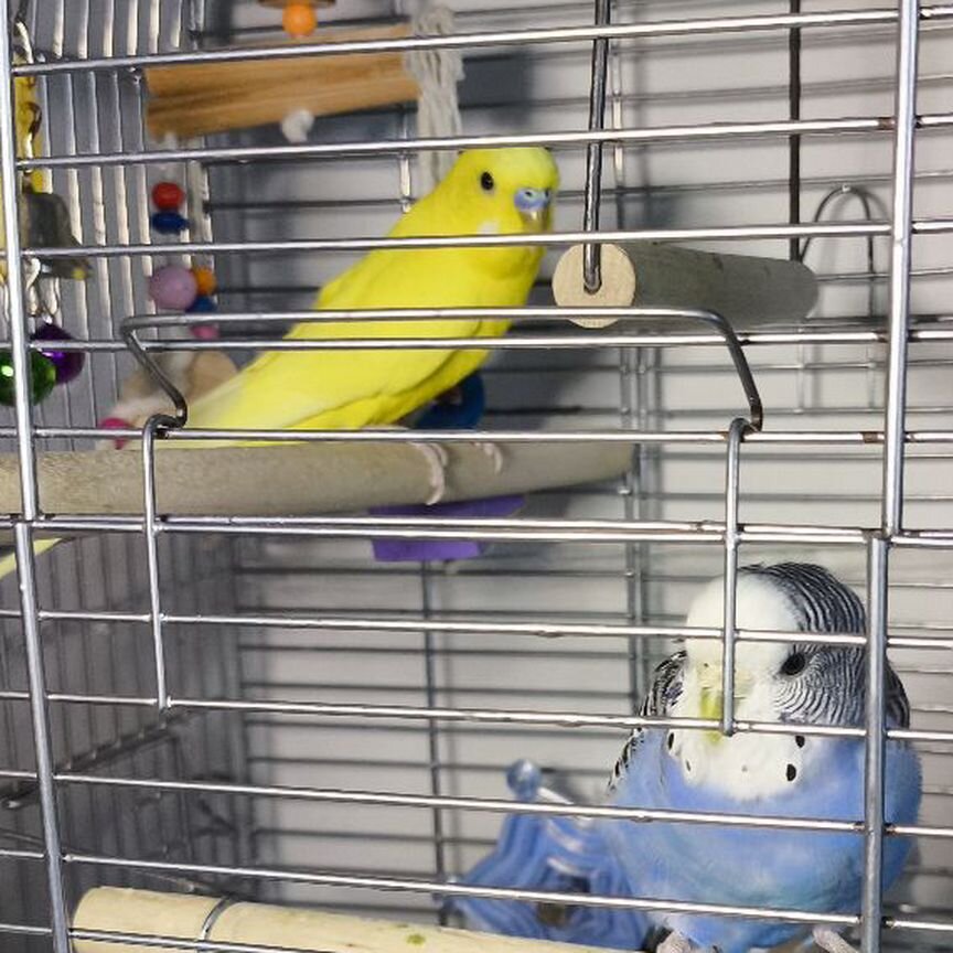 Пара волнистых попугаев с клеткой