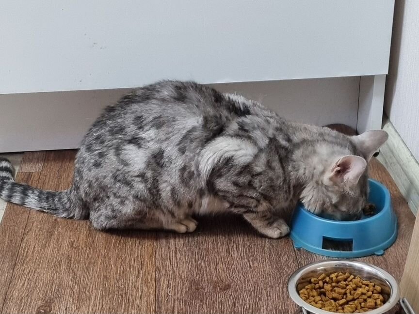 Отдам в добрые руки (Бенгал)