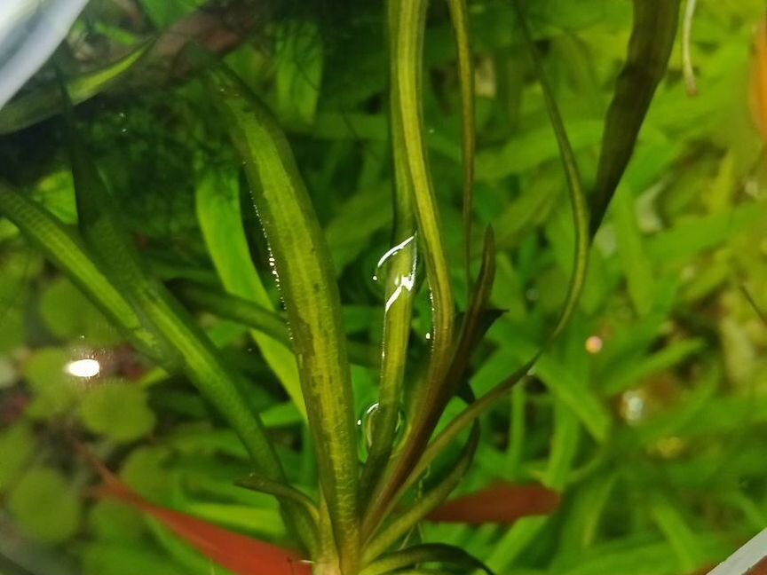 Аквариумное растение
