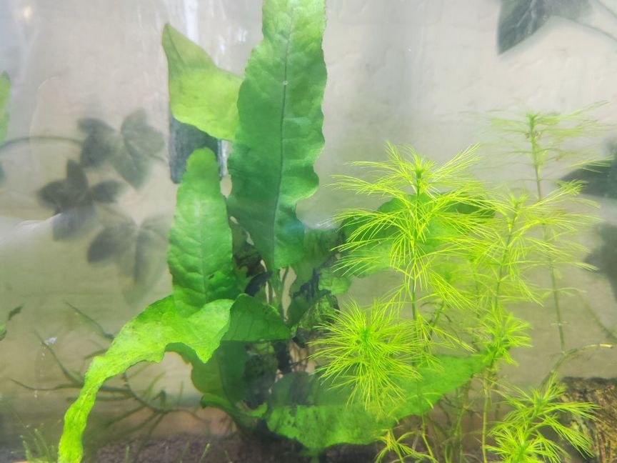 Папоротник в аквариум