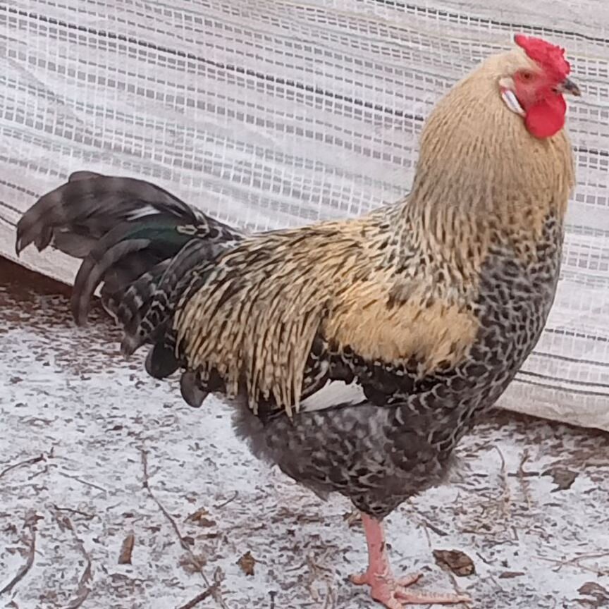 Молодые петухи