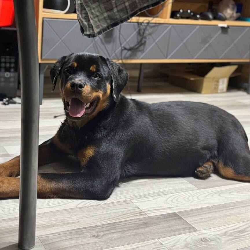 Ротвейлер, щенок