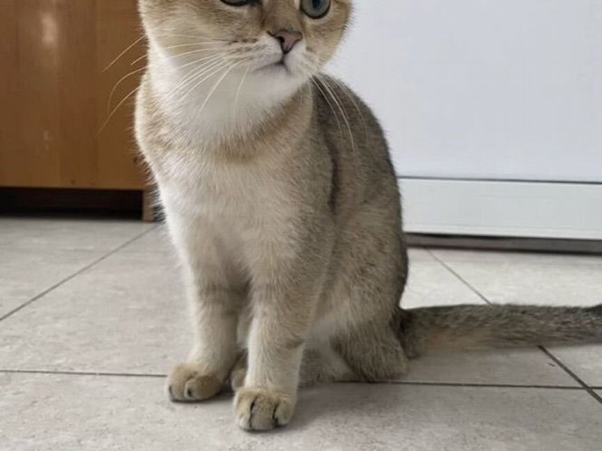 Кошка золотая шиншилла