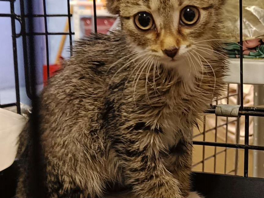Котенок