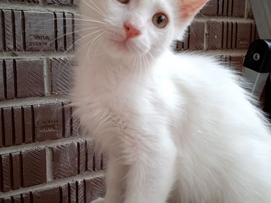 Котята в добрые руки даром