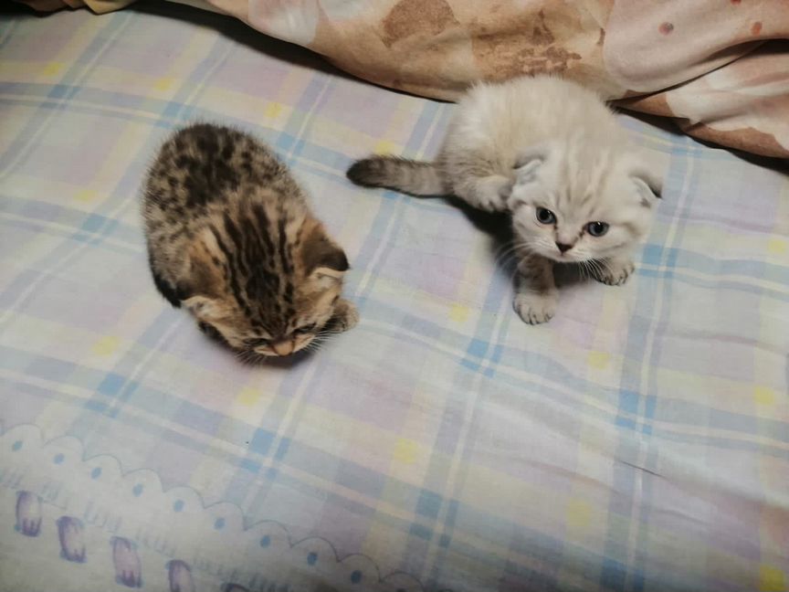 Шотладские котята