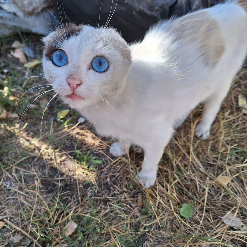 Красивая кошка в добрые руки