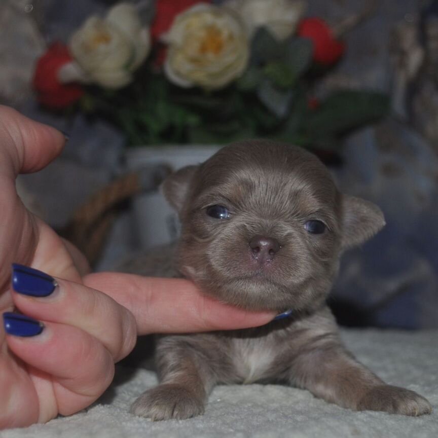 Щенки чихуахуа