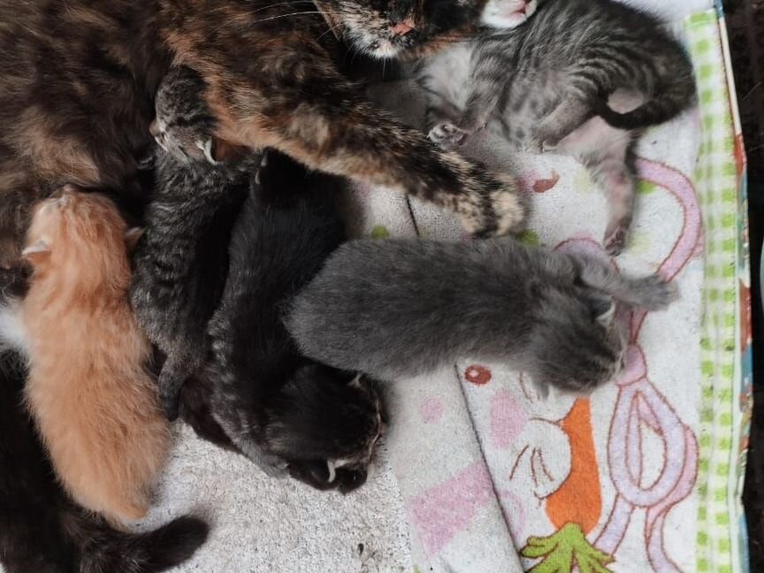 Котята