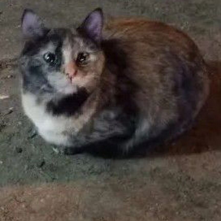 Кошечка