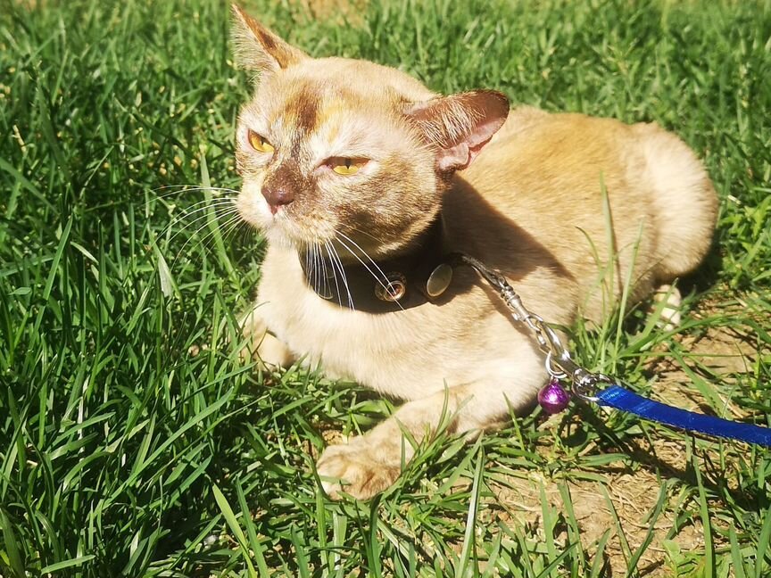 Черепаха бурма