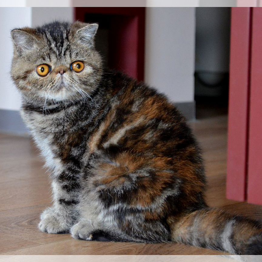 Экзотический короткошёрстный, взрослый кот