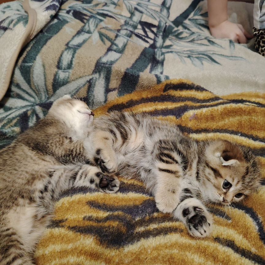 Котята