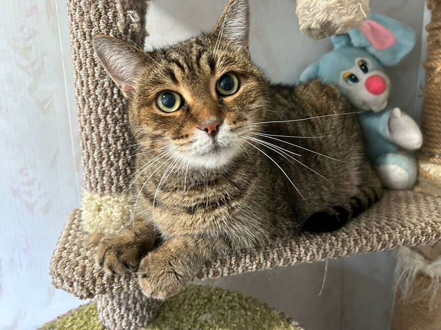 Кот в добрые руки