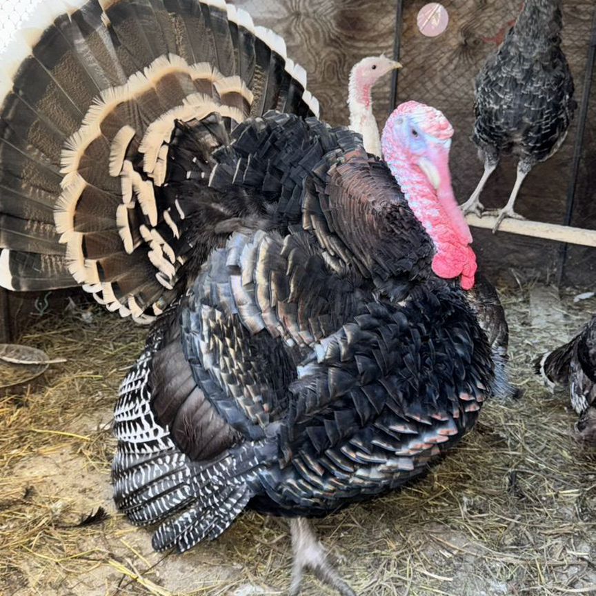 Индюки и курицы