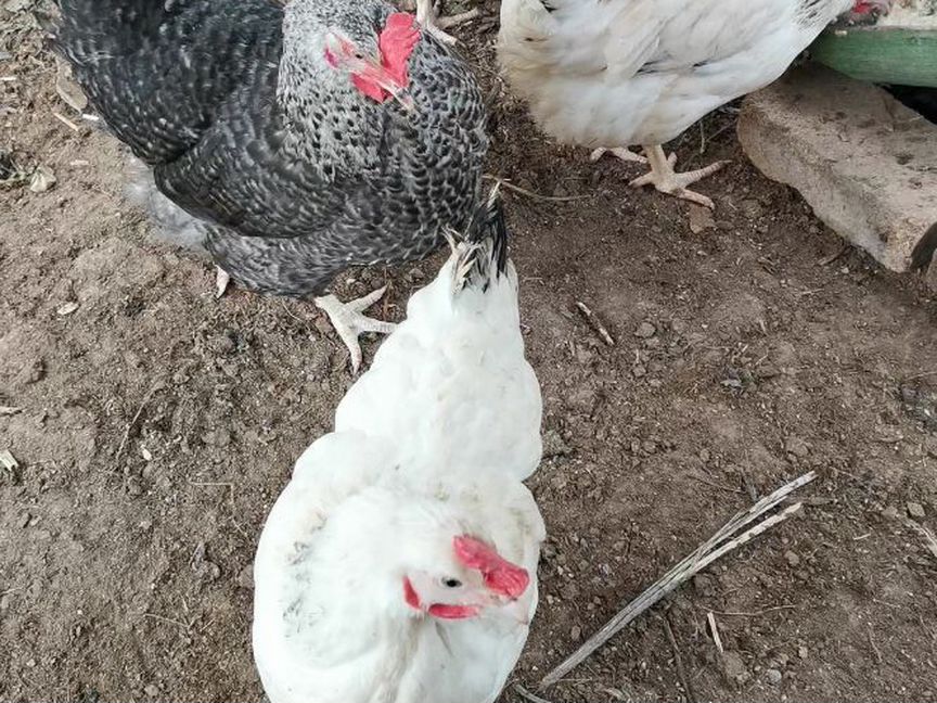 Куры несушки доминант