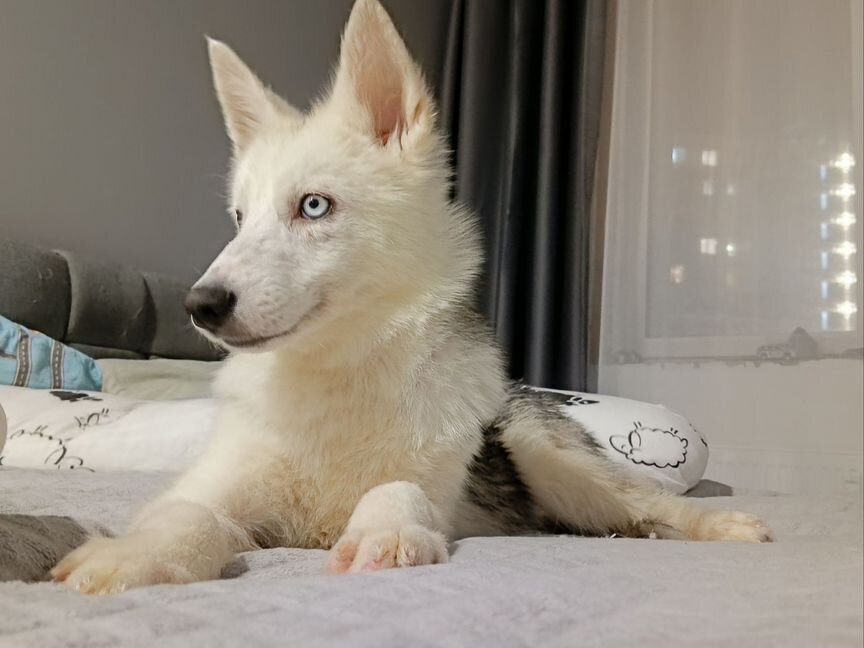 Карликовая хаски