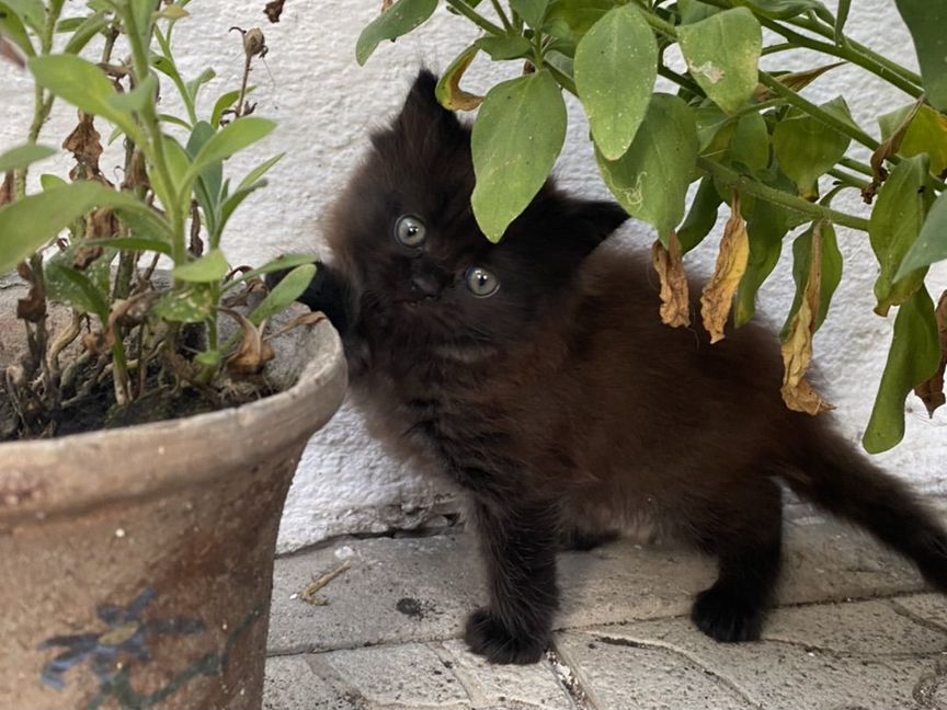 Котёнок в добрые руки
