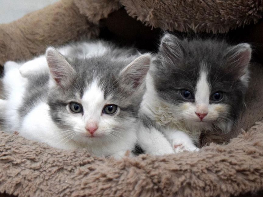 Чудеснейшие котятки Сева и Матвей