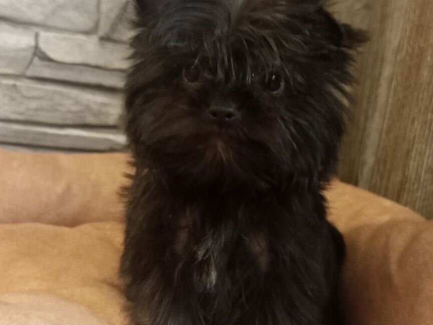 Щенки чорки