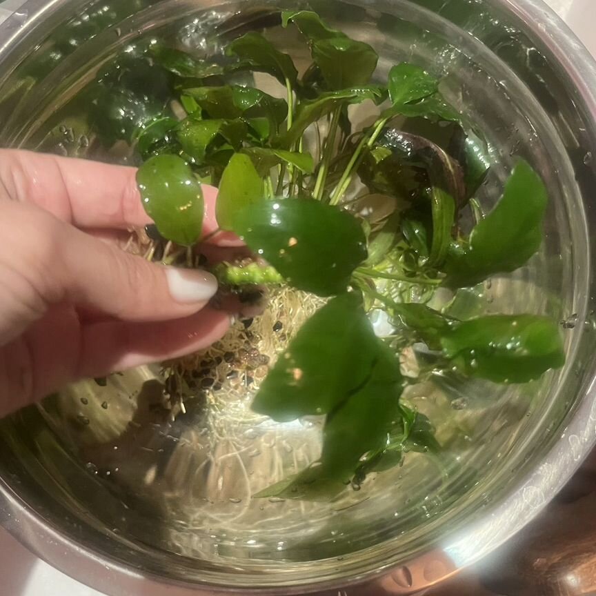 Аквариумные растения анубиас криптокорина