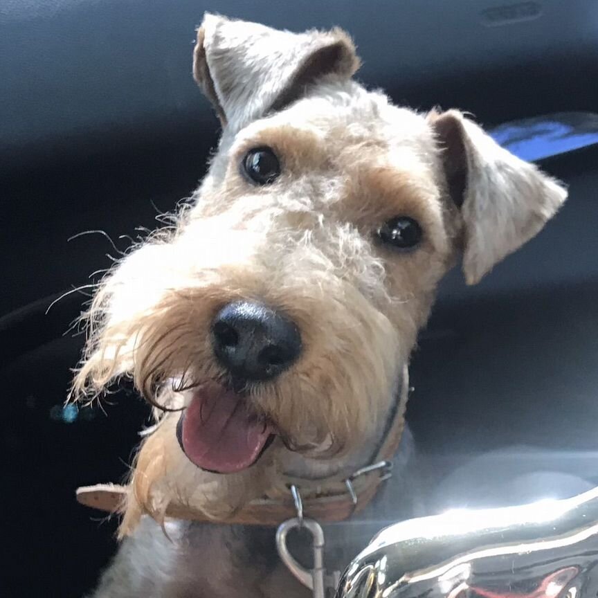 Щенки вельштерьера