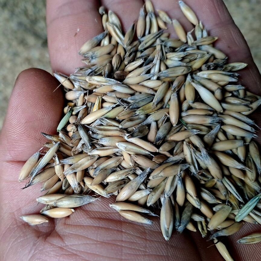 Продается овес