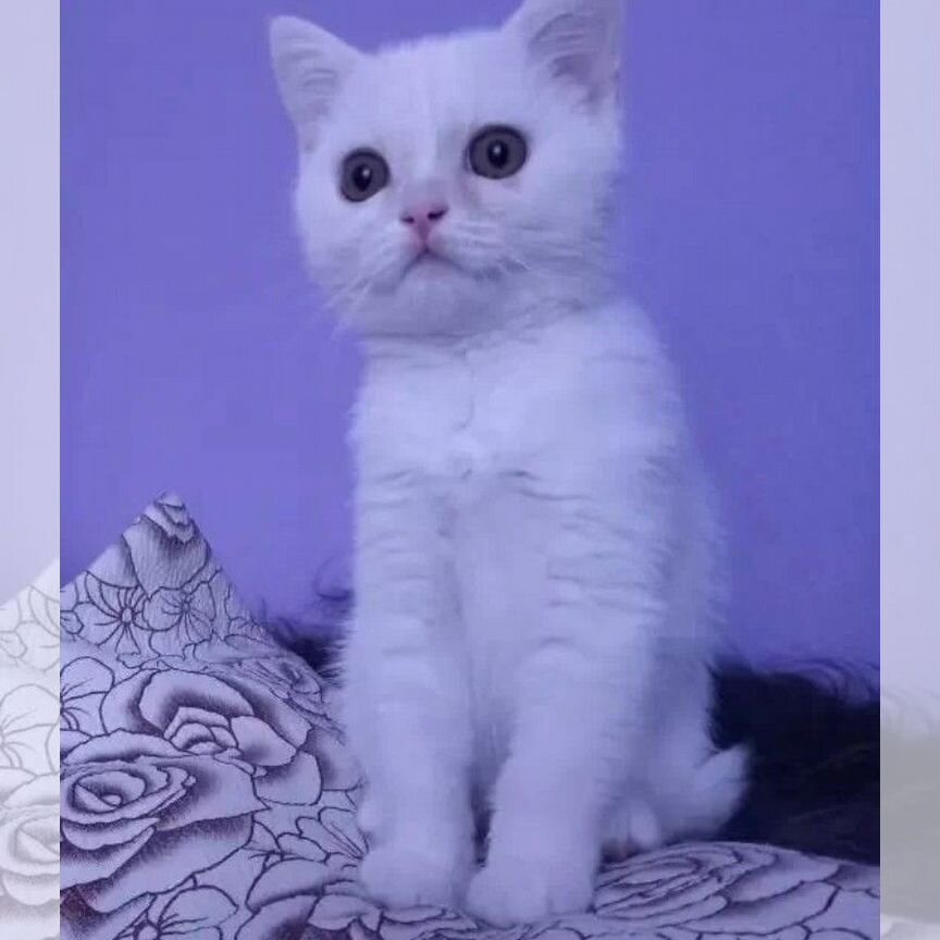 Сибирский котёнок