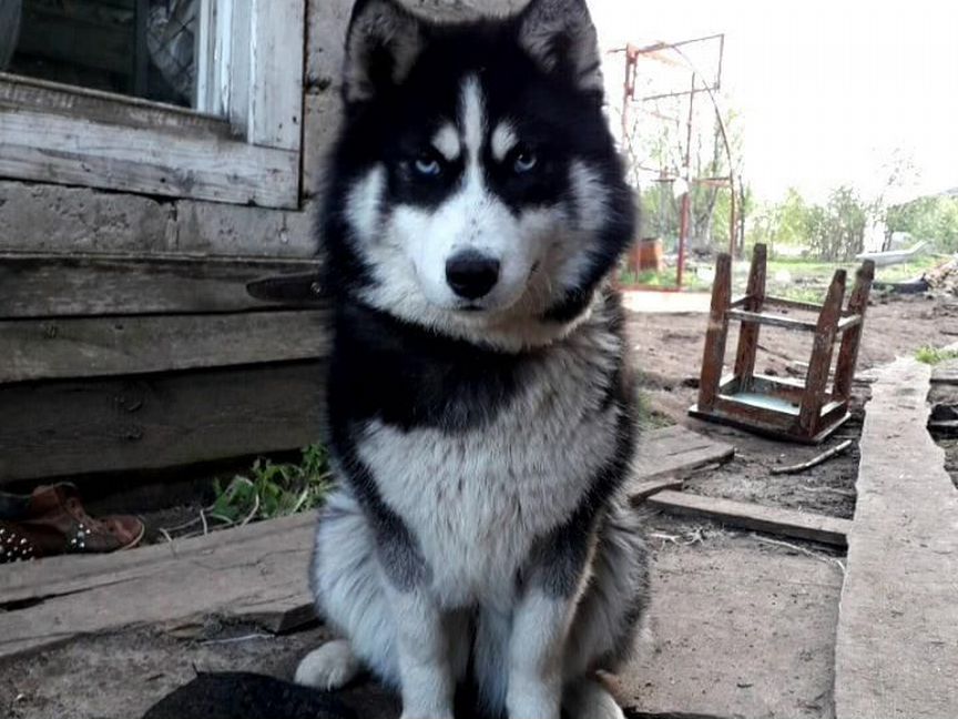 Сибирский хаски