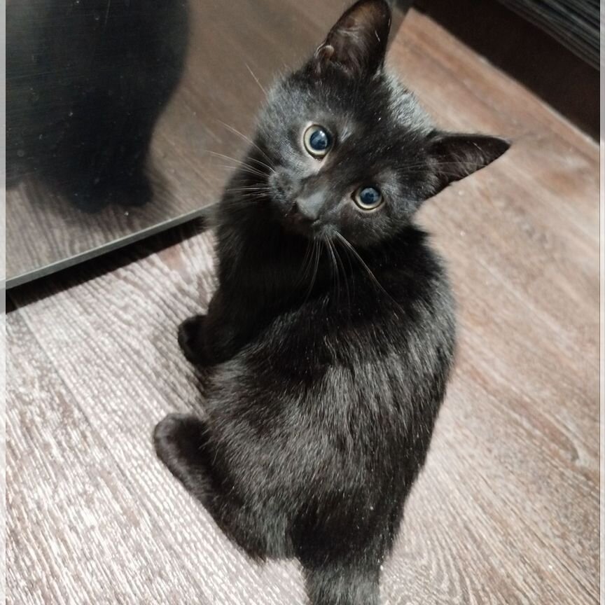 Котёнок в добрые руки