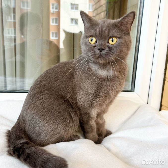 Уютная плюшевая Бусинка в добрые руки