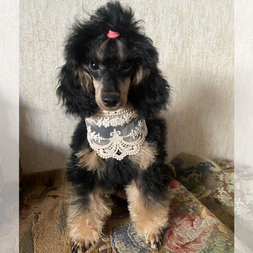 Карликовый пудель, щенок